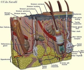 Skin Burn – Normal Model Manufacturer, Supplier and Exporter in India ...